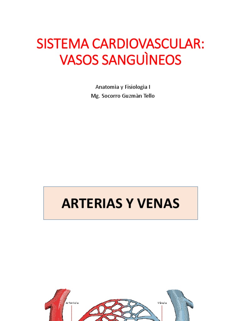 Clase Vasos Sanguineos | PDF | Aorta | Sistema circulatorio