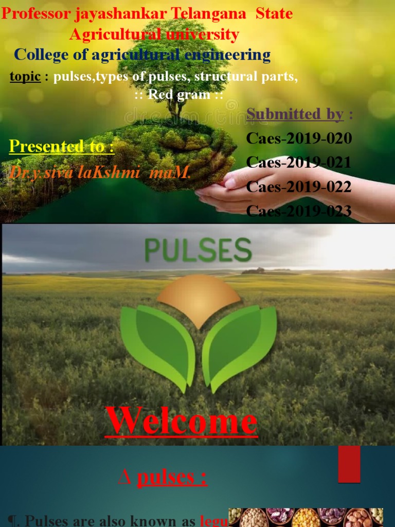 Pulses Types of Pulses and Red Gram | PDF