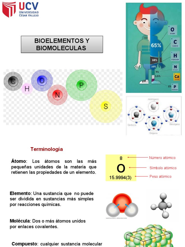Bioelementos y Biomoléculas | PDF | Biomoléculas | Proteínas