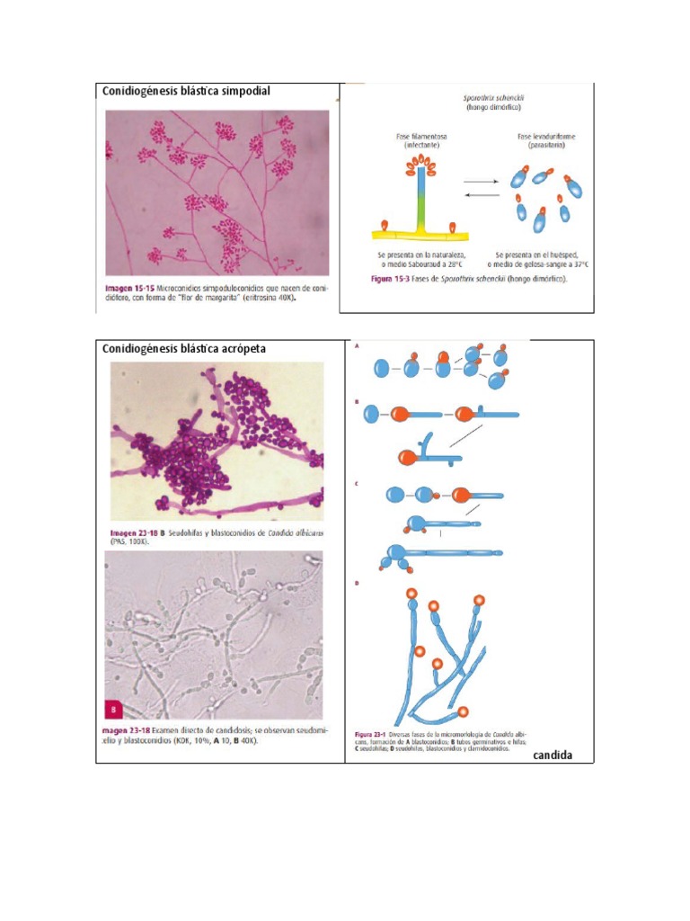 Imegenes para Expocision de Conidiogenesis | PDF