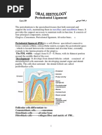 Anatomy of the Periodontium Explained | PDF | Human Tooth | Anatomy