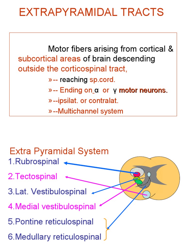 Extrapyramidal System