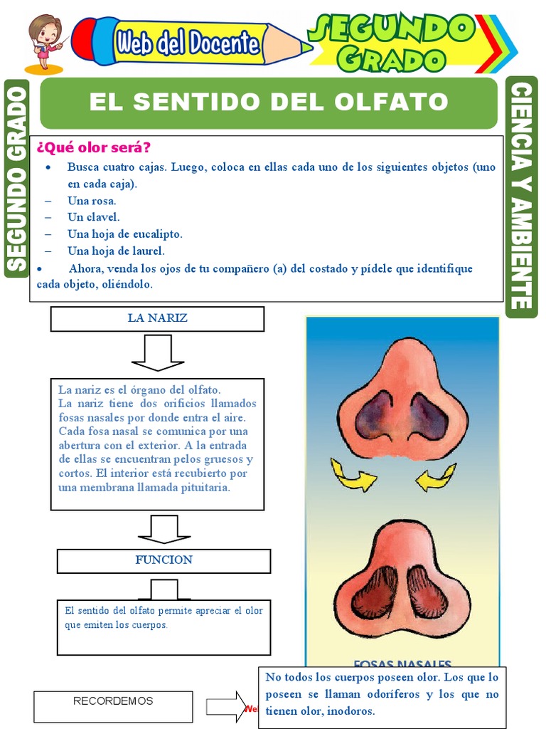 Sentido Del Olfato para Segundo Grado de Primaria | PDF | Olfato | Olor