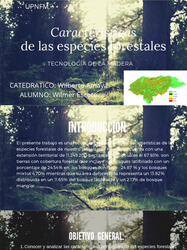 Características de los bosques en Honduras | PDF | Arboles | Mangle