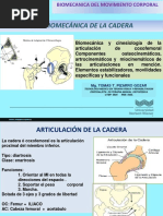 Articulación Coxofemoral Cuadro Integrador | PDF | Rodilla | Cadera