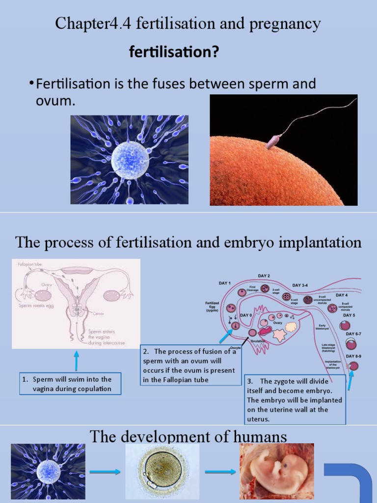 Science 4.4 - 4.7 Power Point | PDF | Flowers | Seed