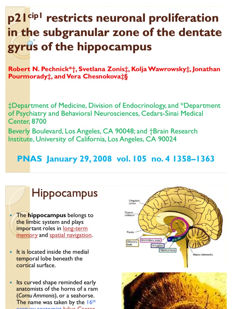 P21cip1 Restricts Neuronal Proliferation in The Sub Granular Zone | PDF ...