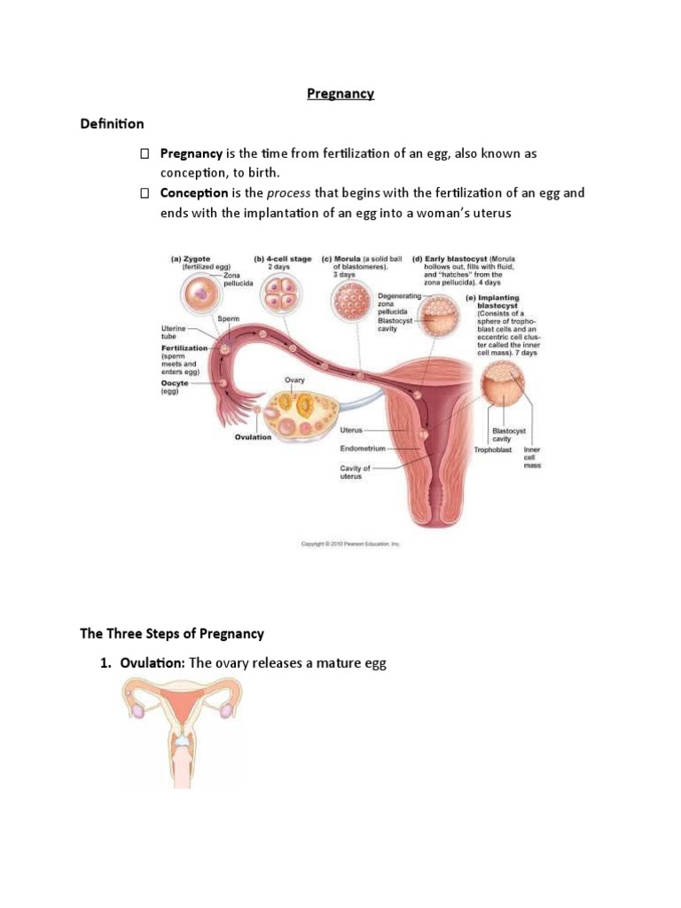 Pregnancy: The Three Steps of Pregnancy 1. Ovulation: The Ovary ...