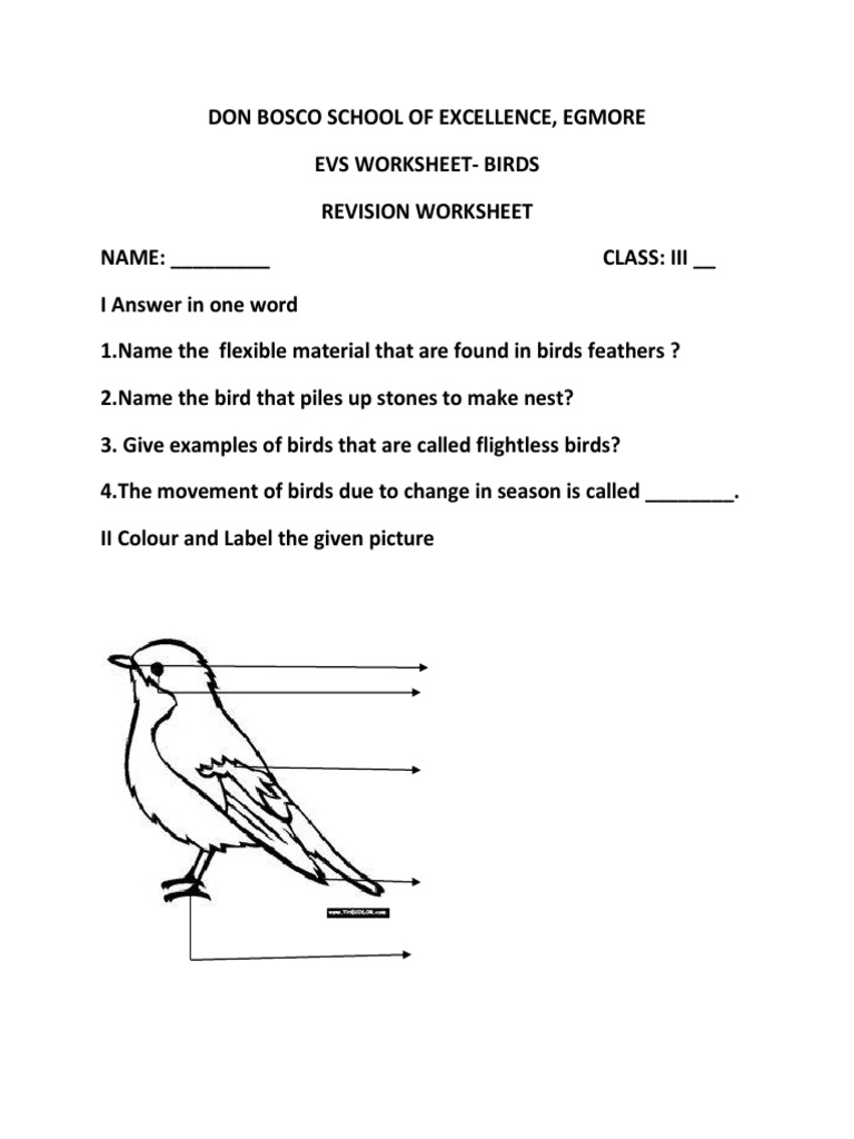 Birds Worksheet | PDF
