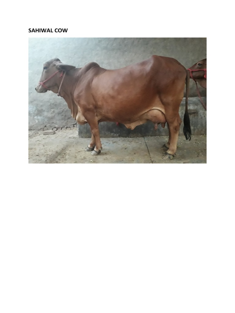 Types of Indian Cattle Breeds | PDF
