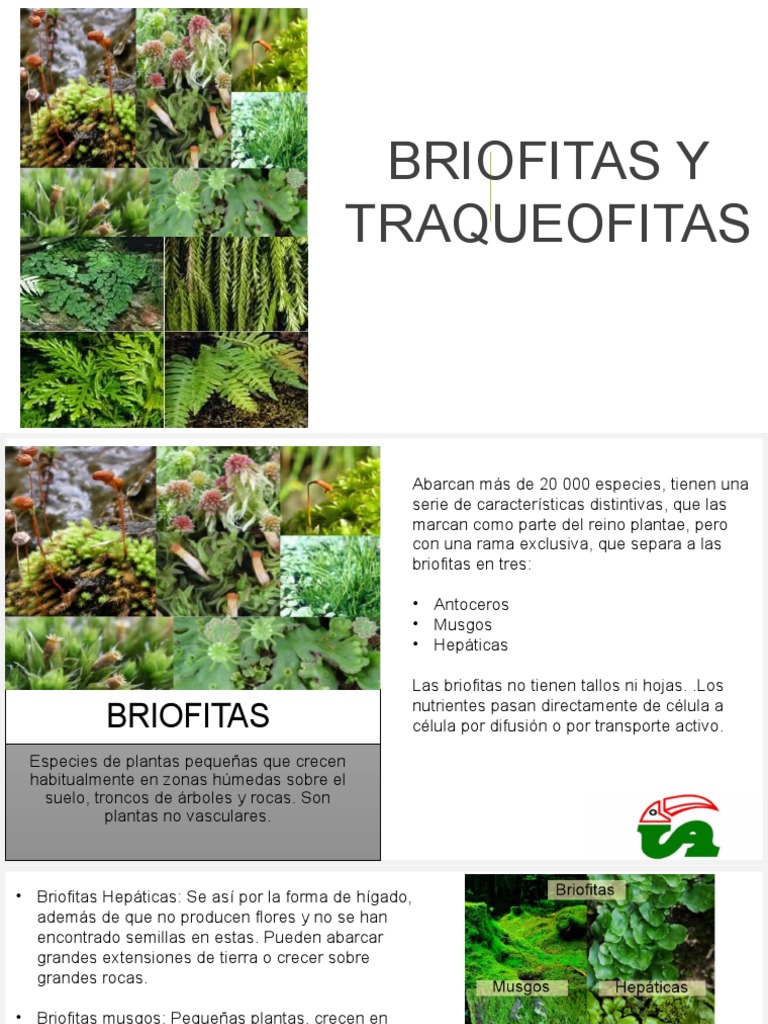 Briofitas y Traqueofitas: Características y Ejemplos | PDF | Plantas ...