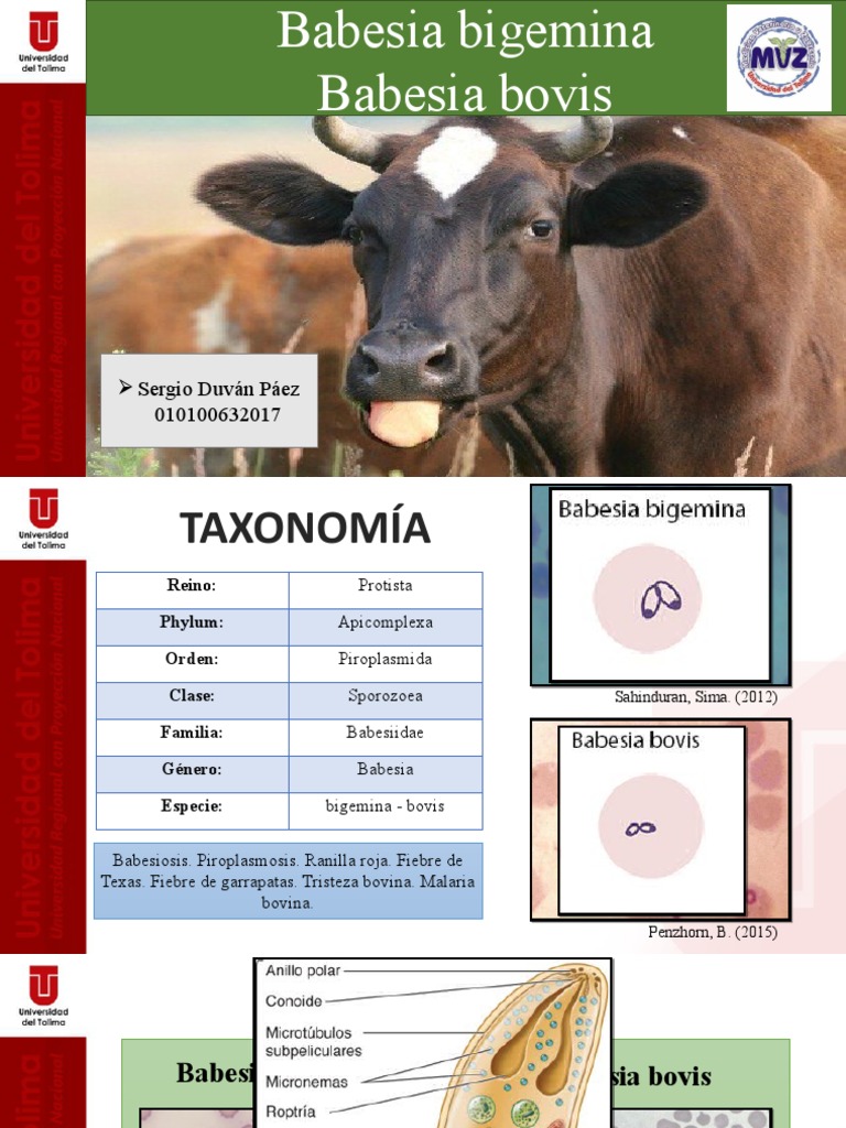 Babesia bigemina en bovinos: síntomas y diagnóstico | PDF | Anemia | Vacas