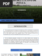 Sacha Culantro | PDF | Hierbas y especias | Alimentos