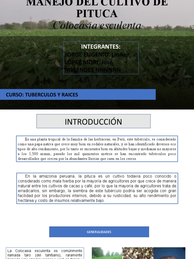 Manejo Del Cultivo de Pituca | PDF | Plantas | Agricultura