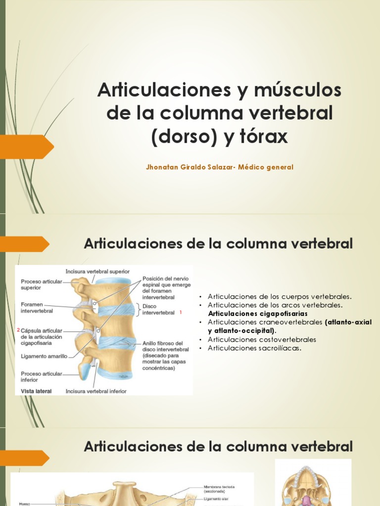 Músculos Columna Vertebral y Tórax | PDF | Tórax | La columna vertebral