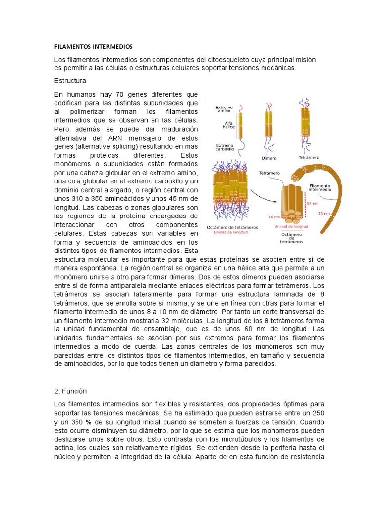 Filamentos Intermedios | PDF | Microtúbulos | Biología Celular)