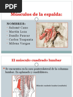 Anatomía de los Músculos Paravertebrales | PDF | Tejido suave ...