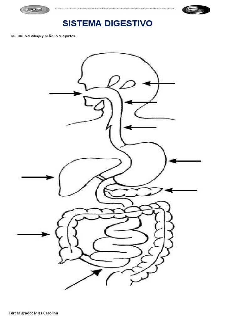 Sistema digestivo: Partes y funciones | PDF | Sistema digestivo humano ...