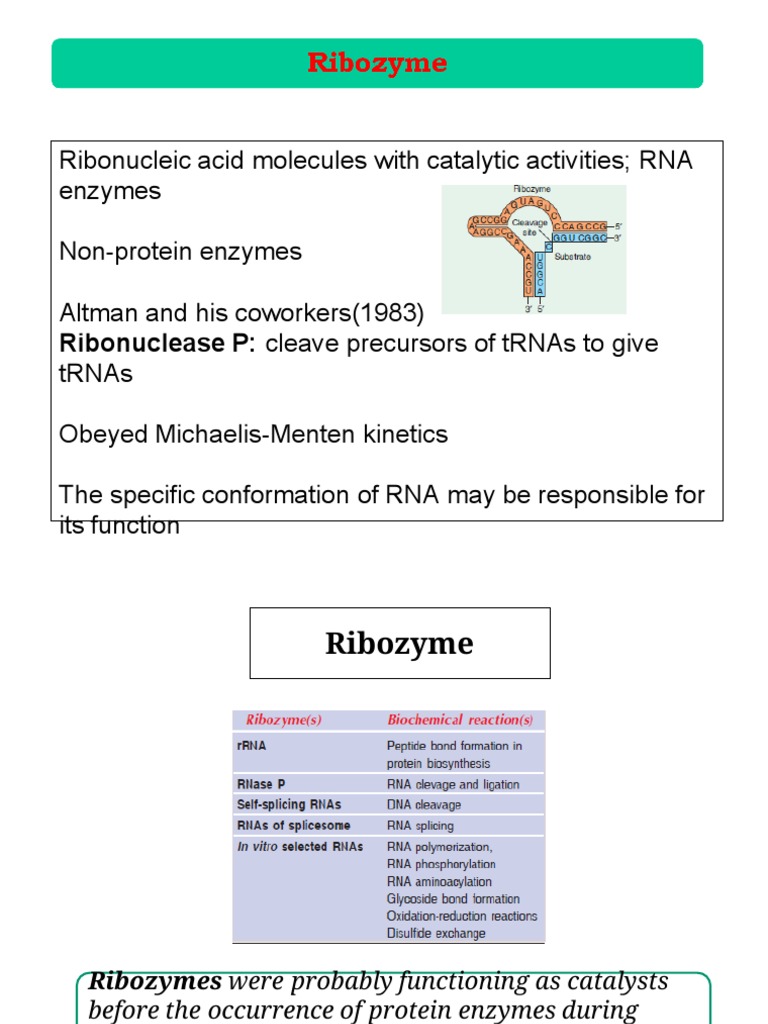 Ribozymes 1 | PDF | Biosensor | Enzyme