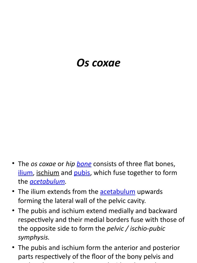 Os Coxae | PDF | Pelvis | Skeletal System