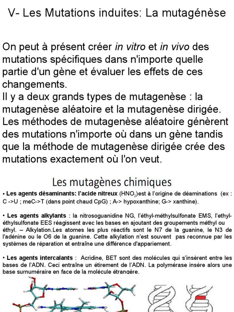 Mutagénèse 2020 | PDF | Ultra-violet | Réaction en chaîne par polymérase