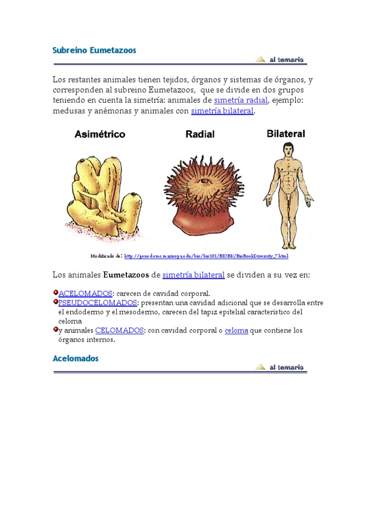 Biologia Acelomados | PDF | Anatomía | Organismos