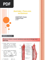 Sustancia Fundamental Amorfa y Forme | PDF | Tejido conectivo | Histología