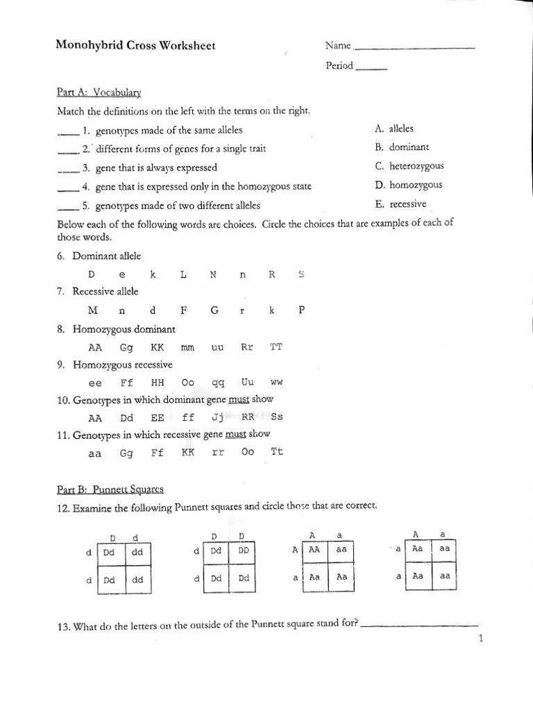 Monohybrid Dihybrid Worksheet PDF | PDF