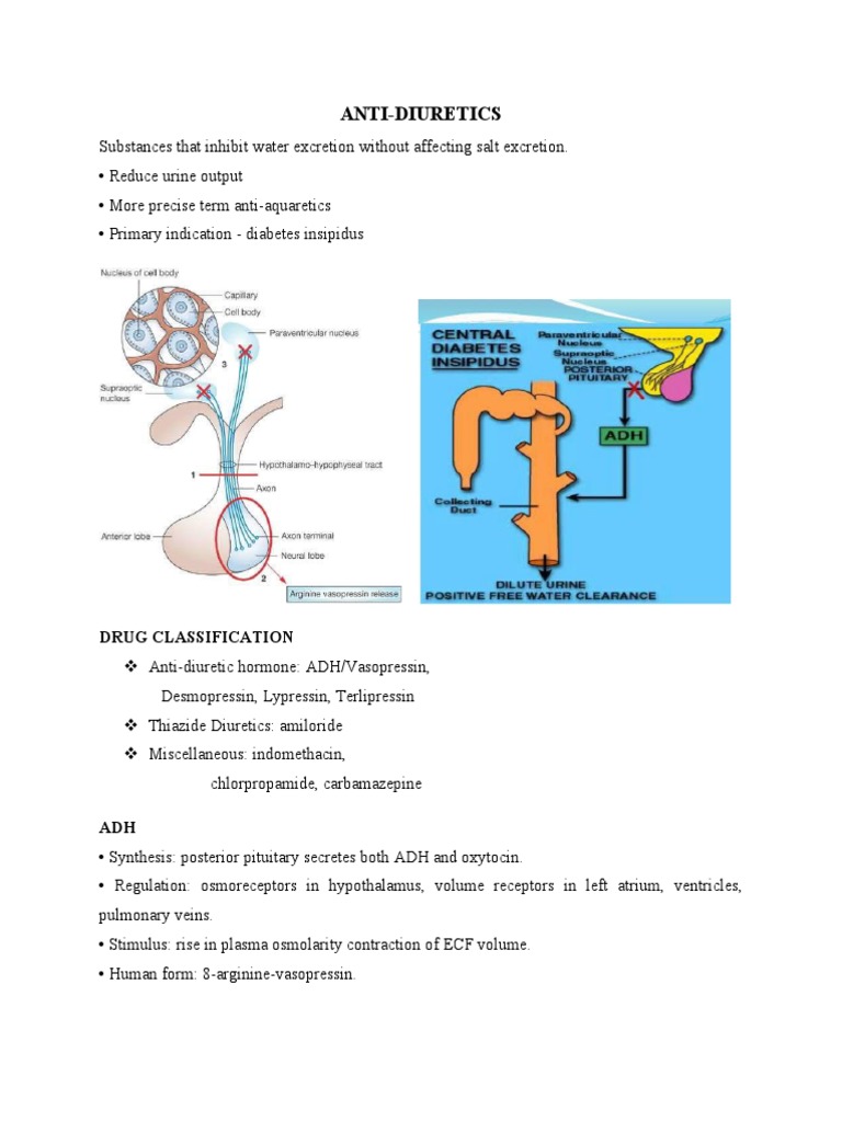 Anti-Diuretics: Drug Classification | PDF | Wellness