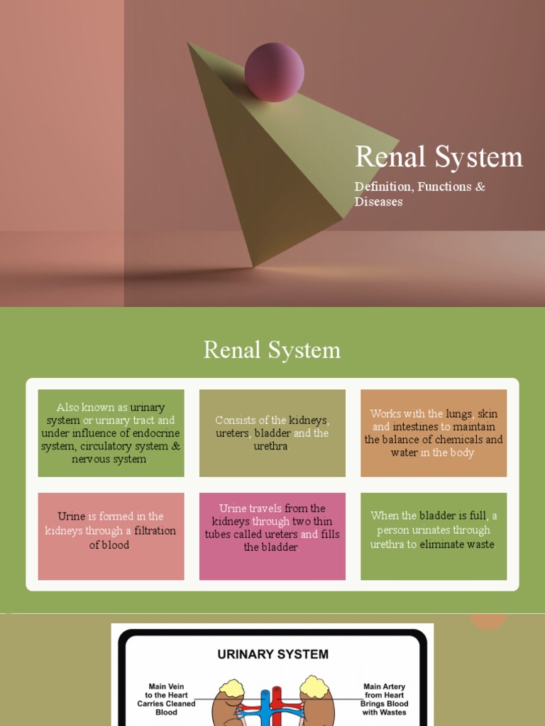 Renal System: Definition, Functions & Diseases | PDF | Urinary System ...
