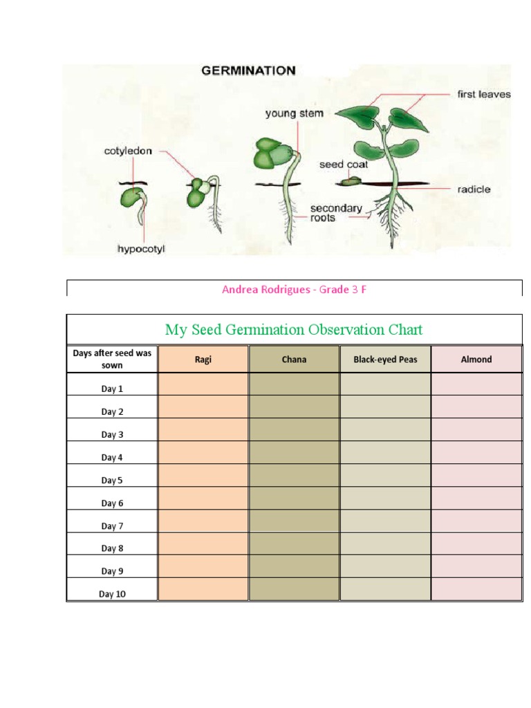 My Seed Germination Observation Chart: Andrea Rodrigues - Grade 3 F ...