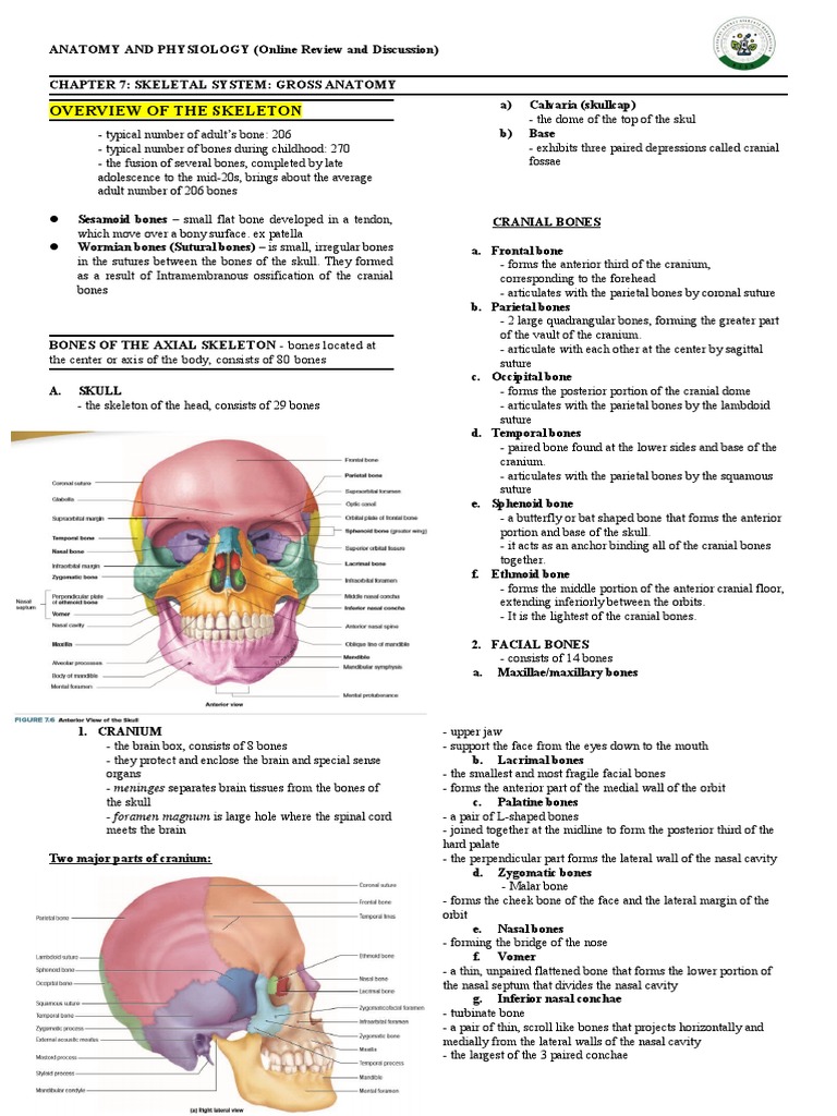 Chapter 7 Gross Anatomy of The Skeletal System | PDF | Skull | Vertebra