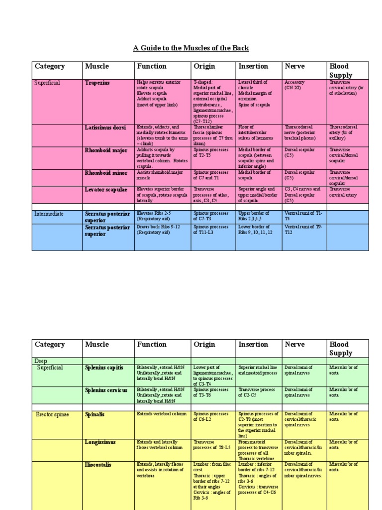 A Guide To The Muscles of The Back Category Muscle Function Origin ...