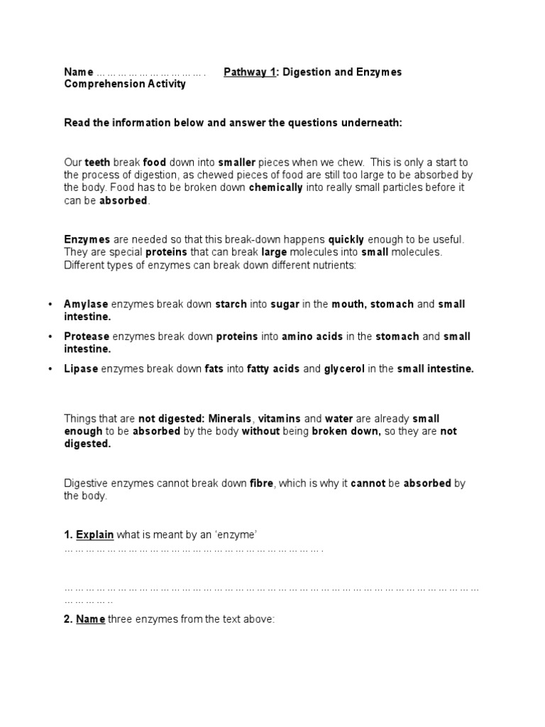 Pathway 1 Digestion and Enzymes Comprehension Activity | PDF