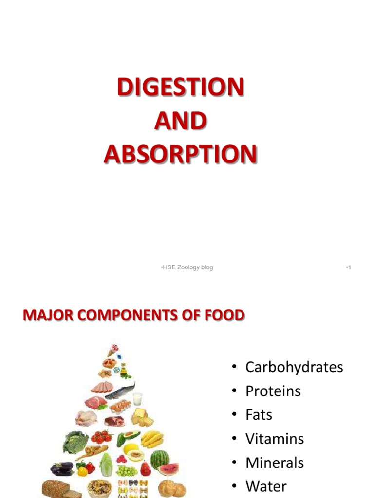 Human Digestive System Overview | PDF | Digestion | Small Intestine