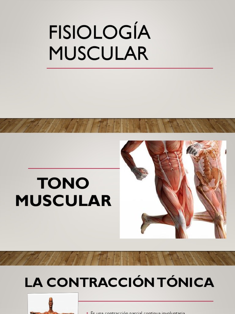 Fisiología del Tono Muscular | PDF | Contracción muscular | Músculo