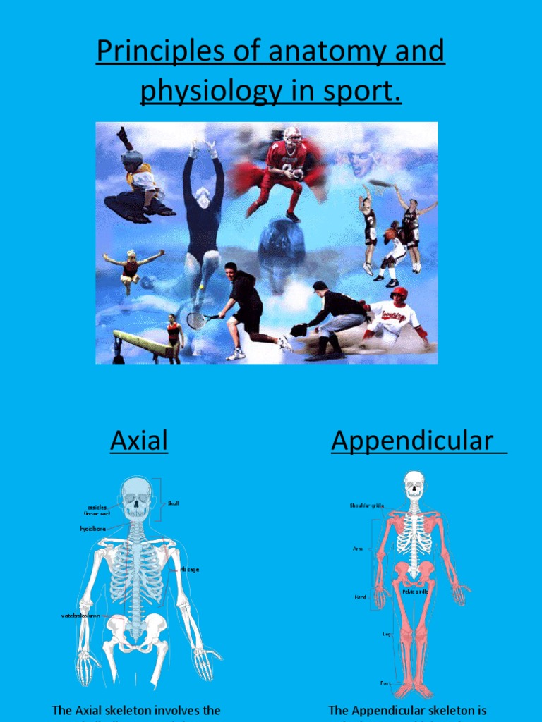 Principles of Anatomy and Physiology in Sport | PDF | Anatomical Terms ...