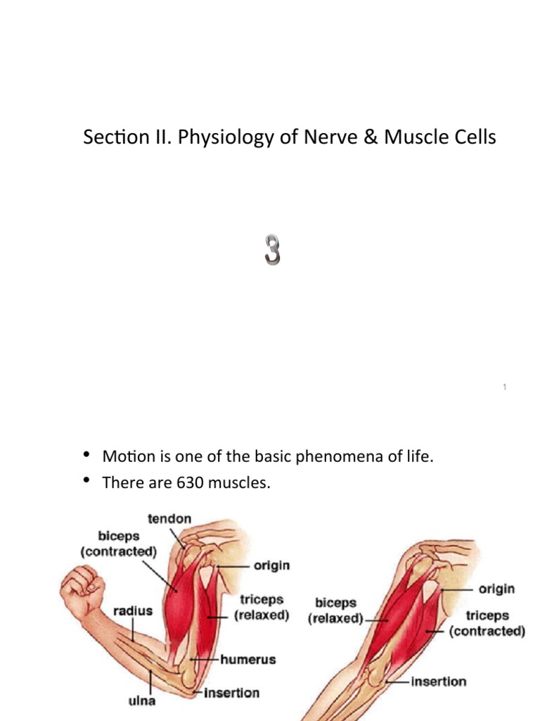 Section II. Physiology of Nerve & Muscle Cells | PDF | Muscle ...