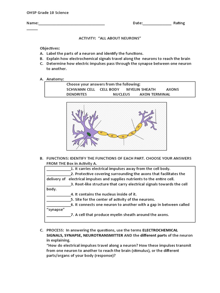 Neurons Activity Worksheet