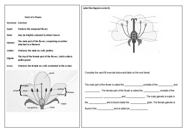 Structure and Function of Flower | PDF