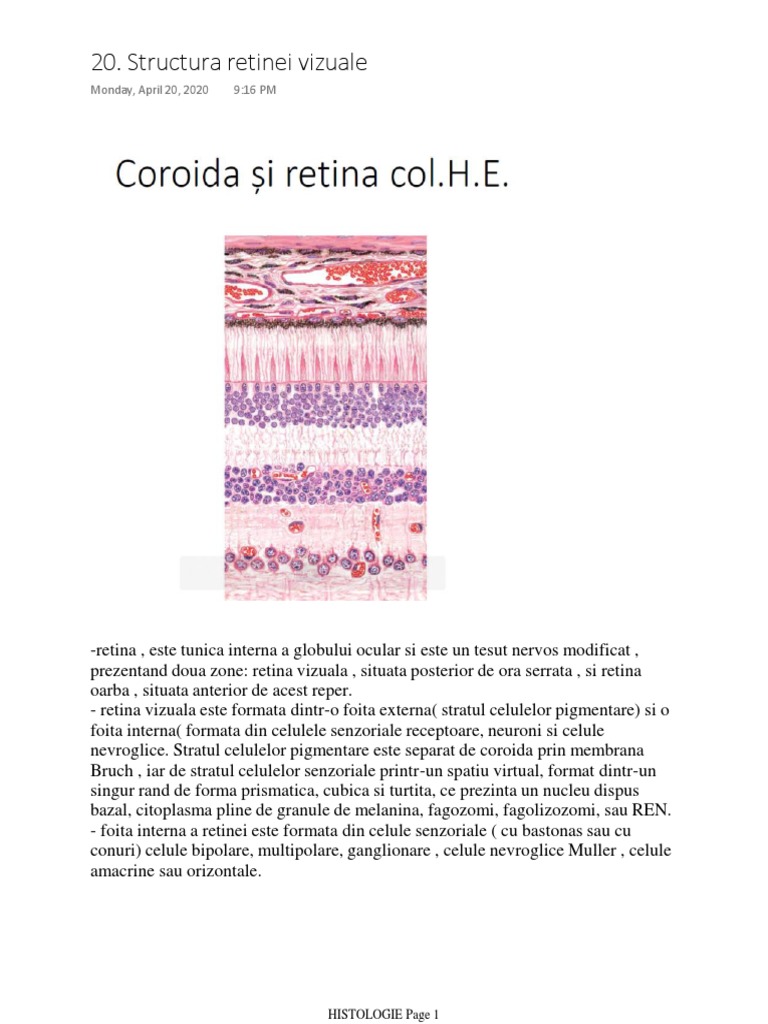Structura Retinei Vizuale | PDF