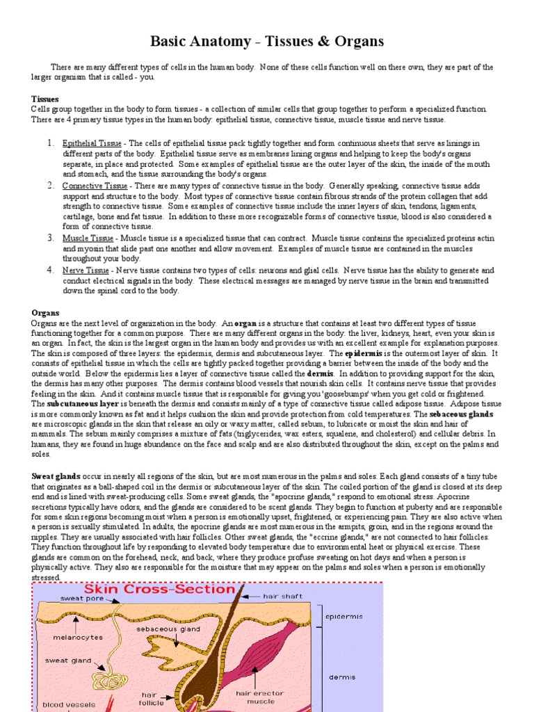 Human Body Tissues and Organ Systems | PDF