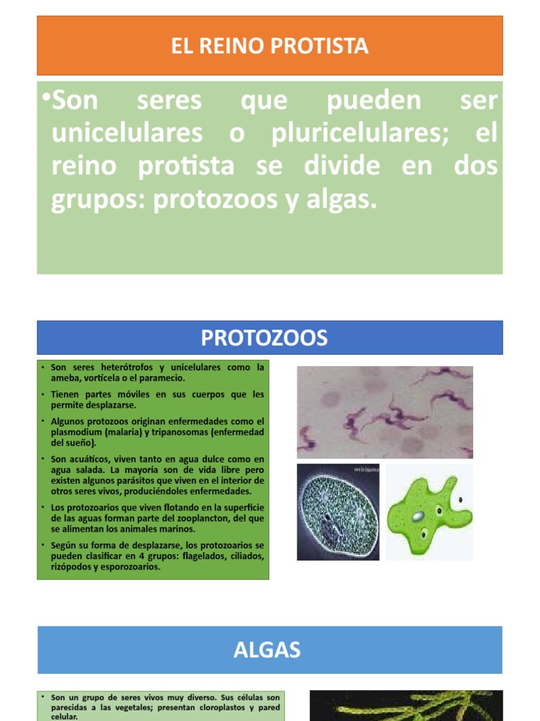 El Reino Protista | PDF | Algas | Protozoos