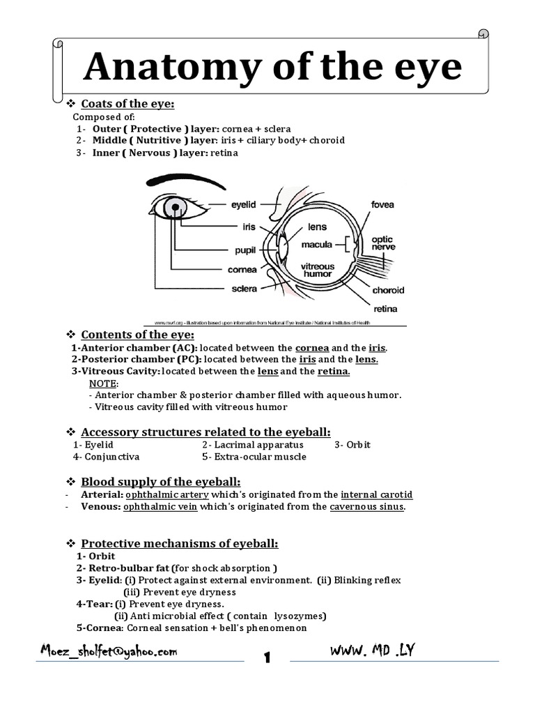 Anatomy of The Eye | PDF | Cornea | Human Eye