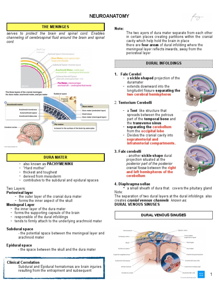 Neuroanatomy PDF | PDF | Cerebrospinal Fluid | Organ (Anatomy)