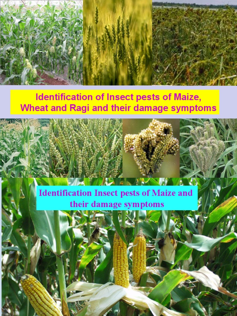 Identification of Insect Pests of Maize, Wheat and Ragi and Their ...