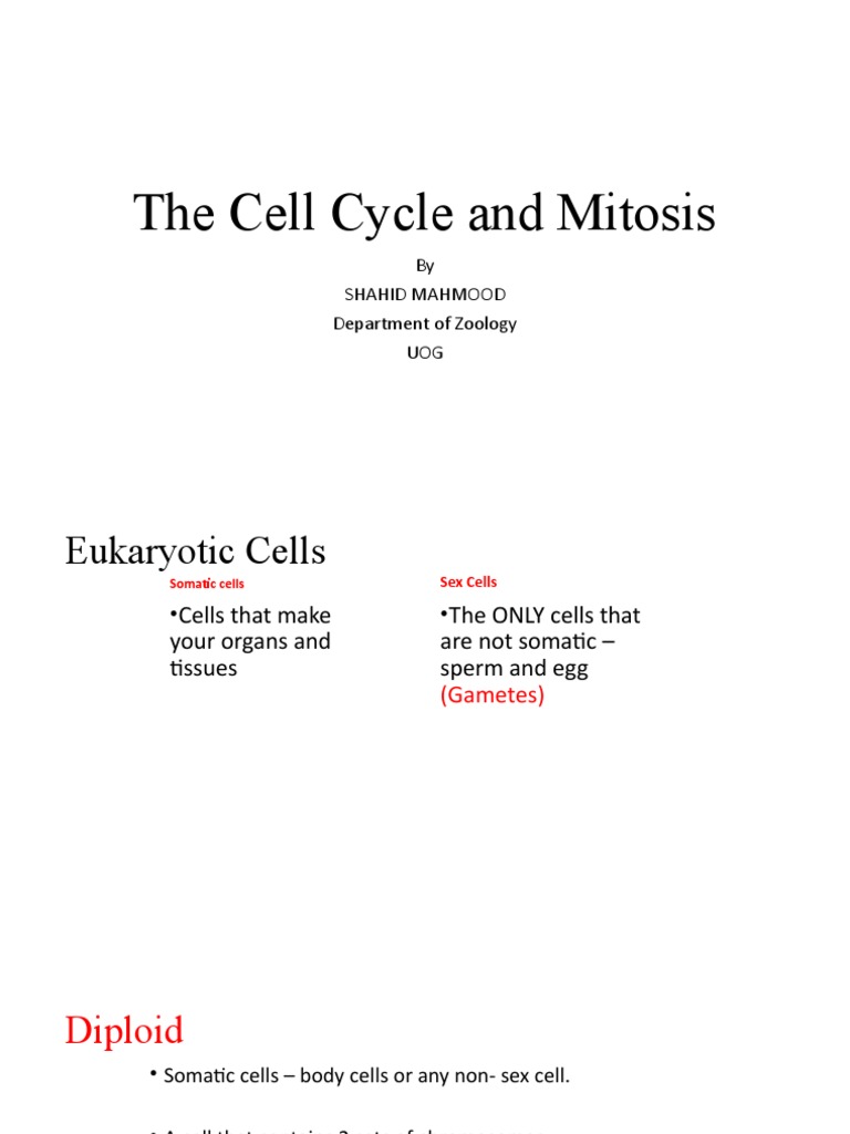 04 - The Cell Cycle and Mitosis | PDF | Meiosis | Mitosis