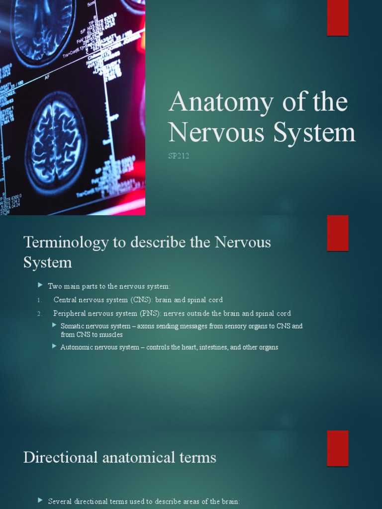 Anatomy of The Nervous System | PDF | Cerebral Cortex | Occipital Lobe