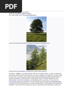 BC Tree Book | PDF | Pine | Trees