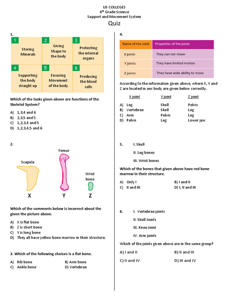 Support and Movement Quiz for 6th Grade | PDF | Bone Marrow | Bone